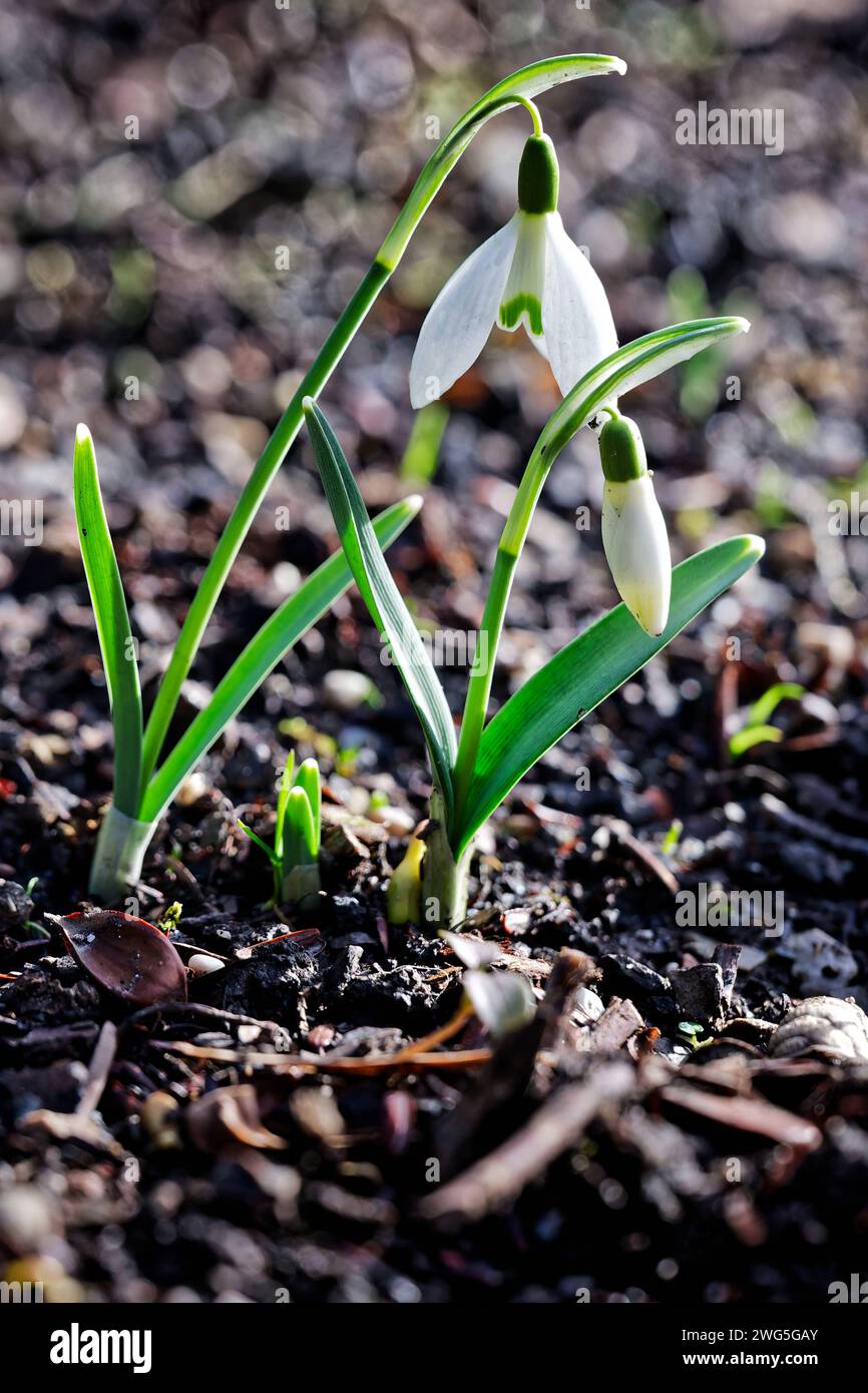 Kommt der Frühling Das Schneeglöckchen , eine der ersten Blütenpflanzen ...