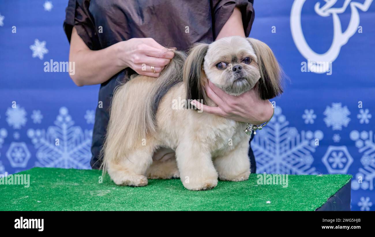 The woman holds the shih tzu's head with one hand and the dog's tail ...