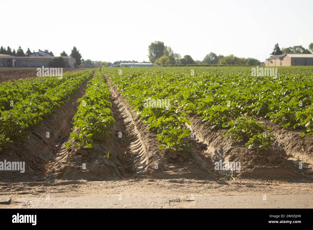 Farm field with green rows. Green harvest, agricultural landscape. Row ...