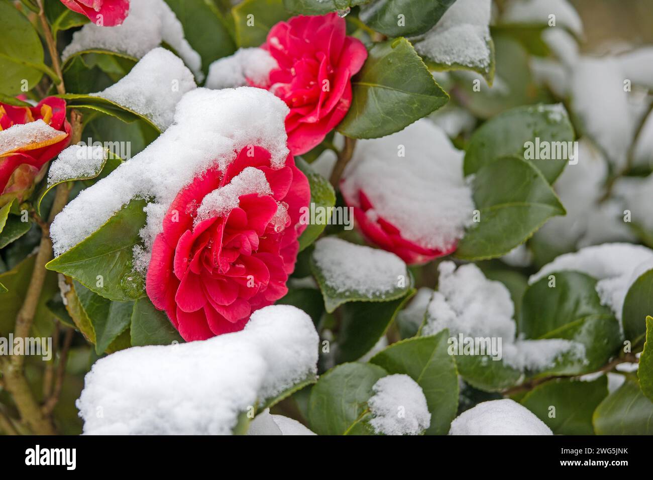 Blossoms white camellia japonica hi-res stock photography and images ...