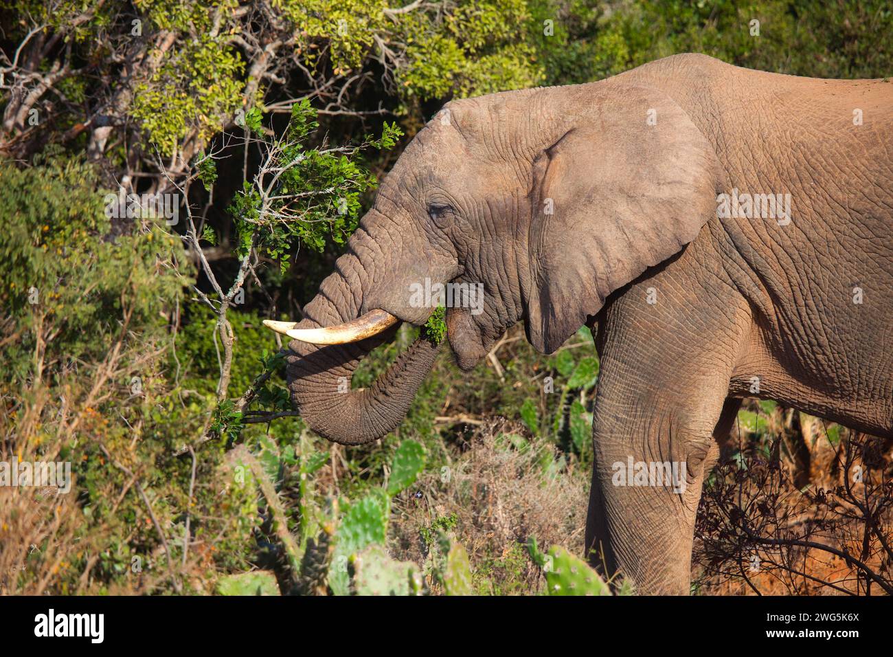 big african elephant from side view in bush eating leaves Stock Photo ...
