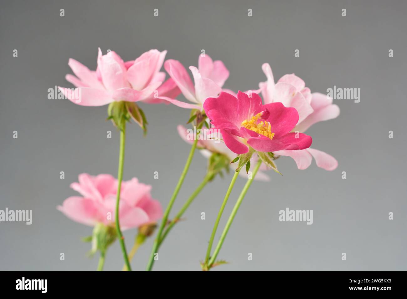 bunch of roses, timeless symbol of love and affection, pink and red ...