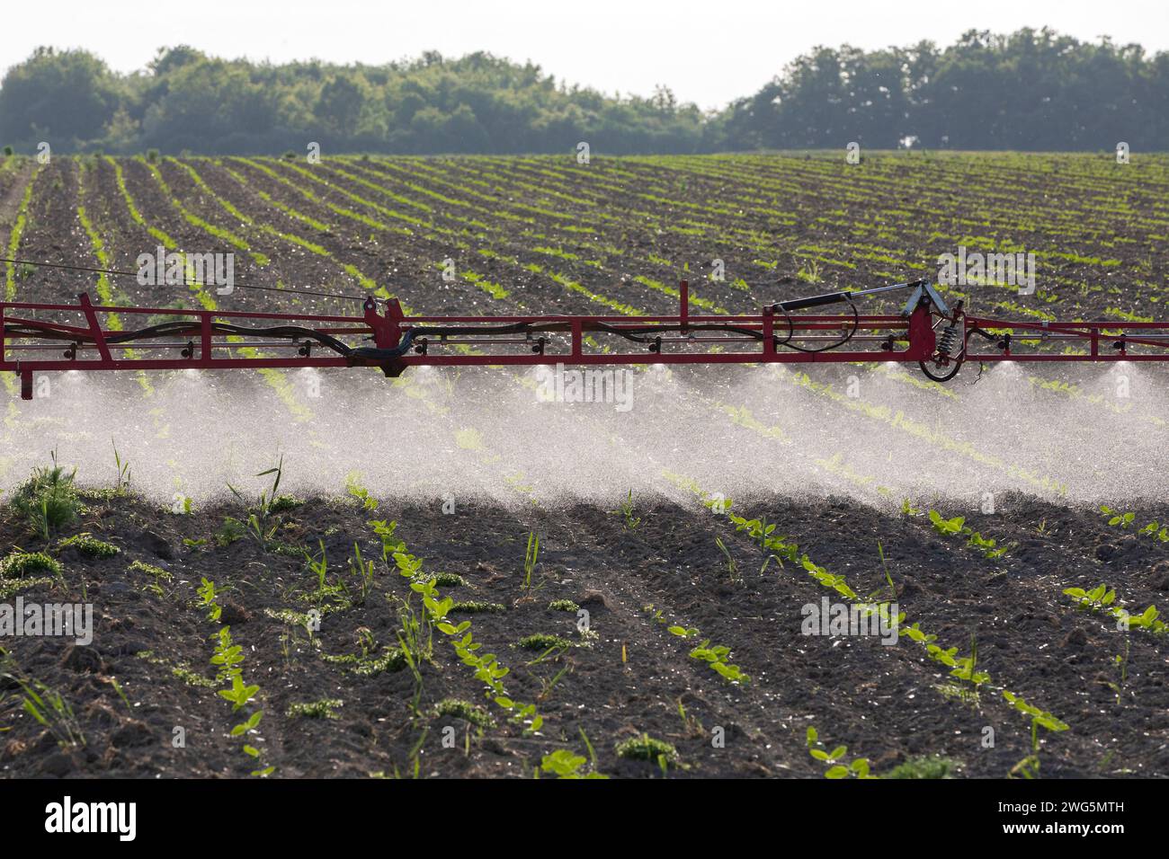 Sunflowers, Herbicide Spraying Stock Photo - Alamy