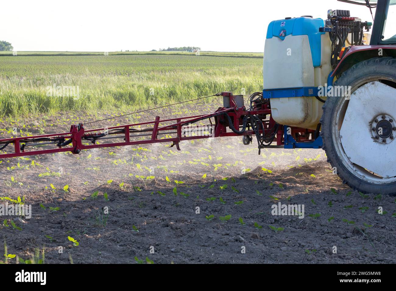 Sunflowers, Herbicide Spraying Stock Photo - Alamy