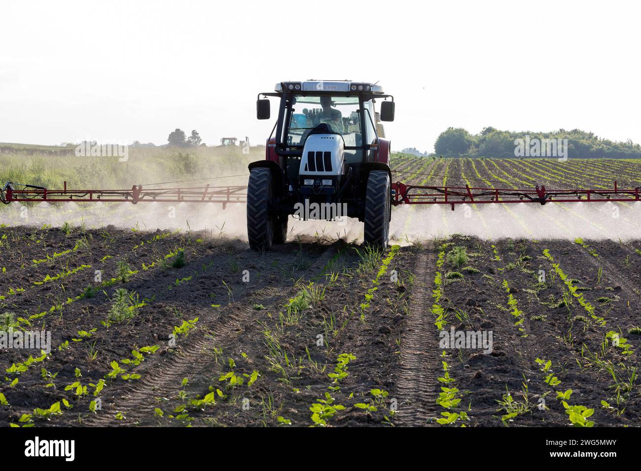 Best Herbicide For Sunflowers at Christopher Elias blog