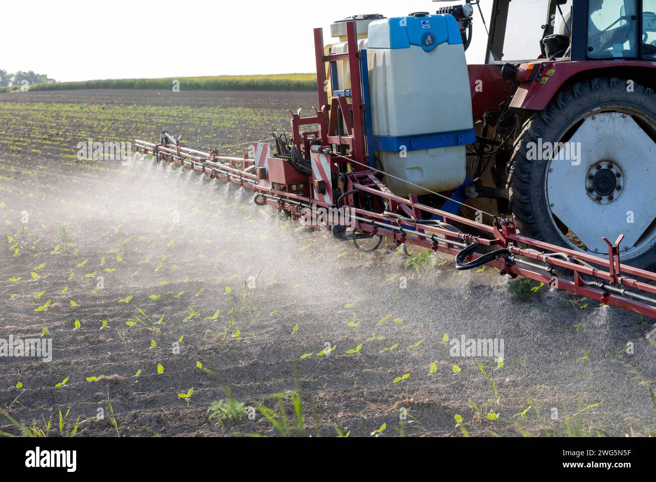 Sunflowers, Herbicide Spraying Stock Photo - Alamy