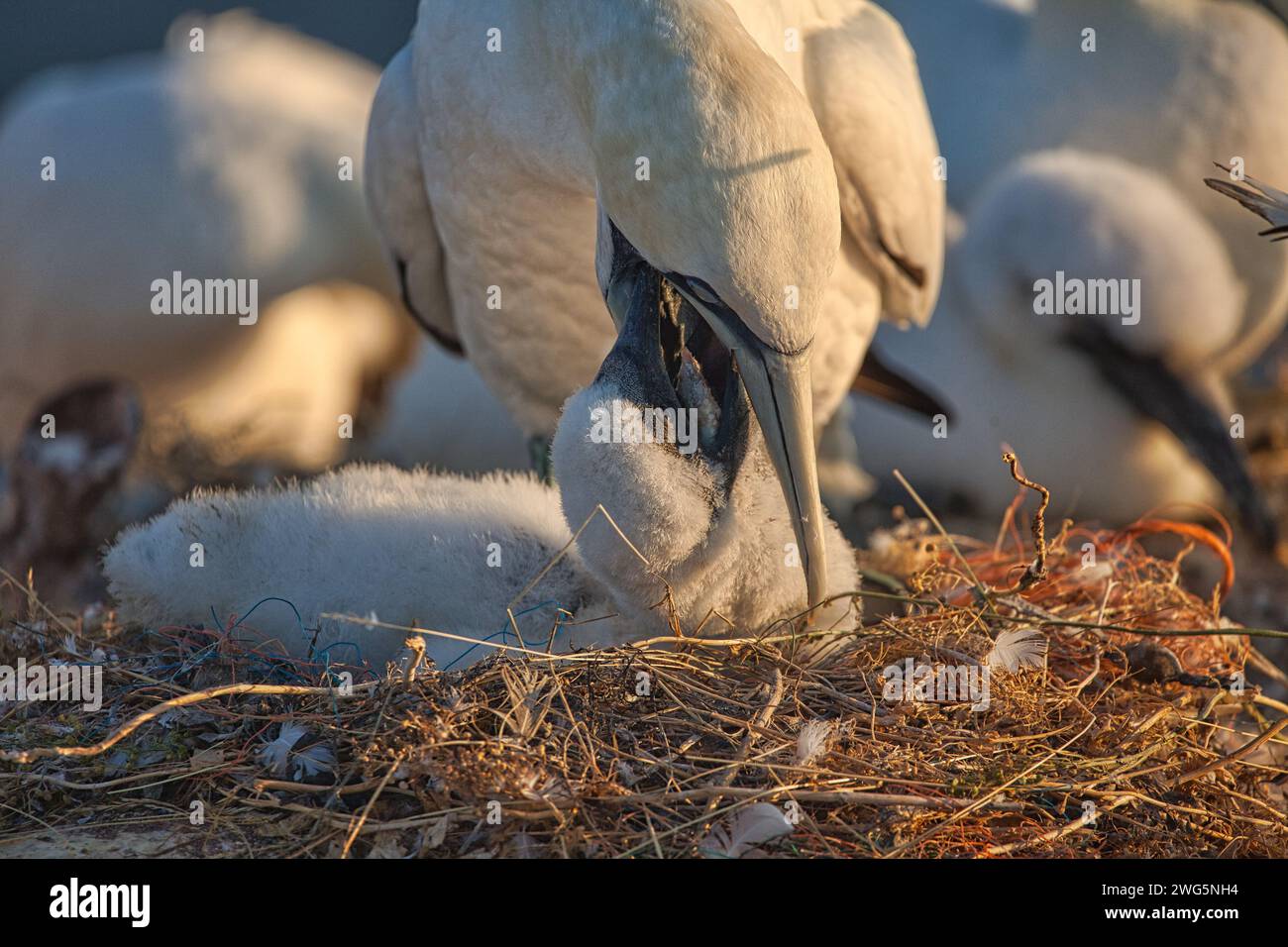 feeding fledgling and mother gannet Stock Photo - Alamy
