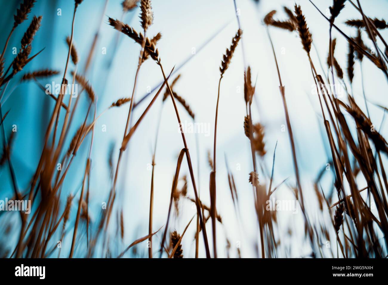 wheat field taken from the bottom point Stock Photo - Alamy