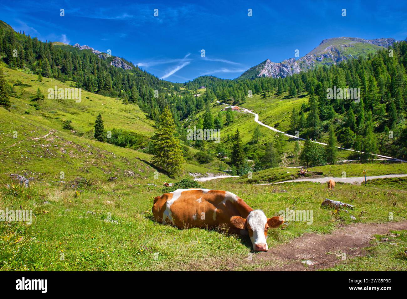 Dozing cattle hi-res stock photography and images - Alamy