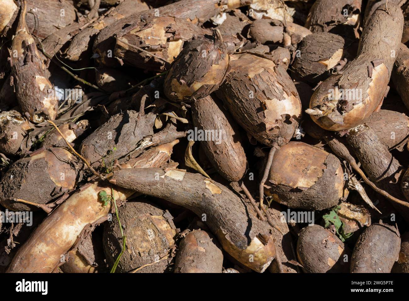 Tapioca de yuca hi-res stock photography and images - Alamy