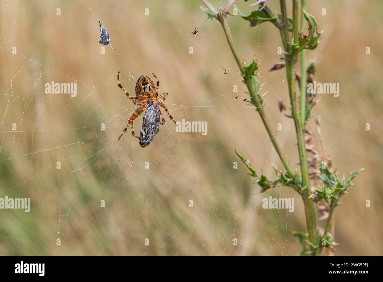 Spider with cross on the back hi-res stock photography and images - Alamy