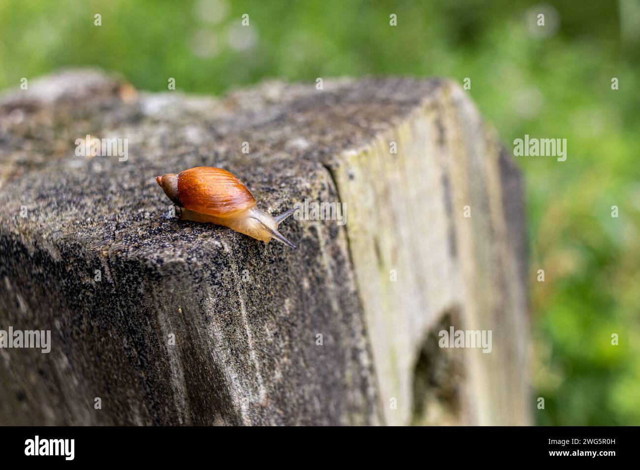 Small orange snail with a glossy shell - perched on the edge of a ...