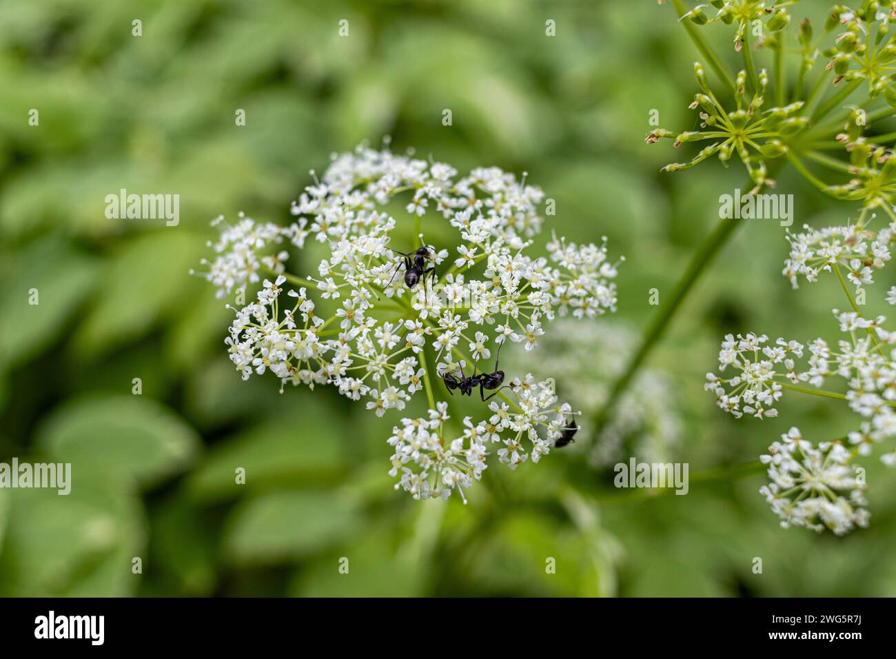 Ant on white flowers - amidst lush greenery - close-up shot - natural ...