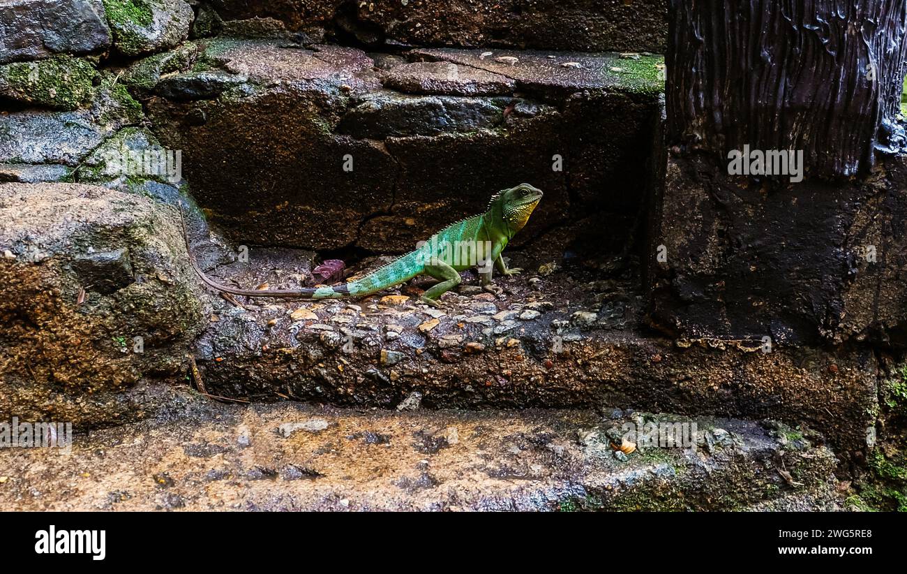 Color green chameleon animal wide life on big tree in nature with green ...