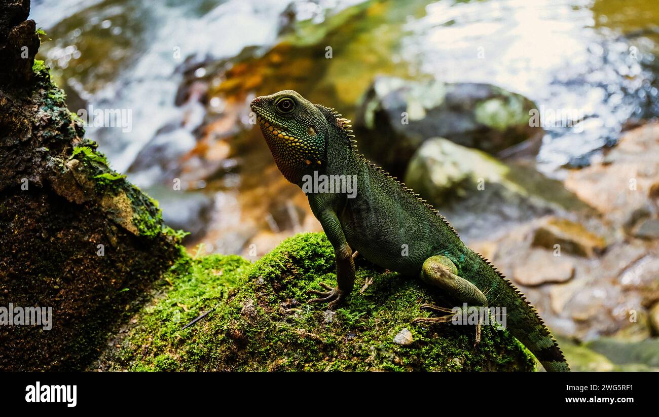 Color green chameleon animal wide life on big tree in nature with green ...