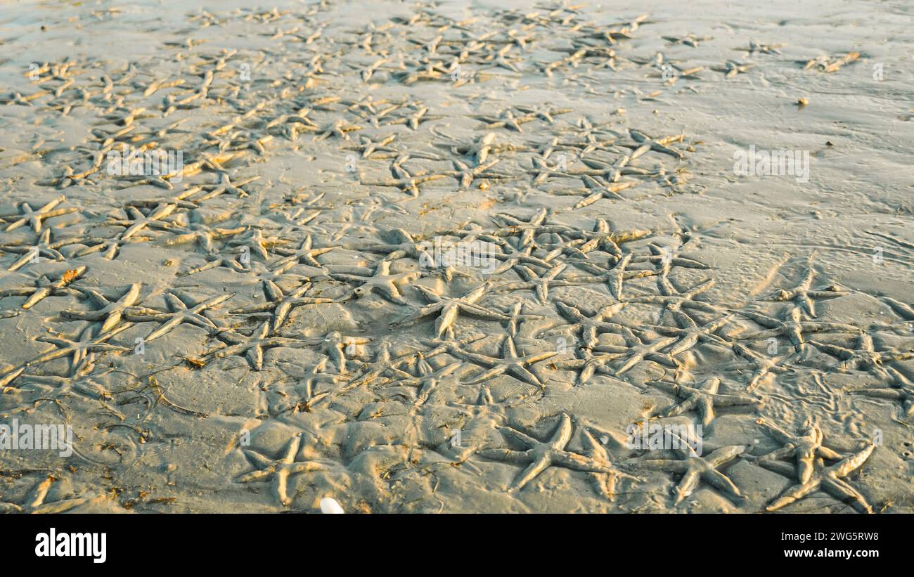 Abundance of the sea There are many starfish on the beach at Koh Mook ...