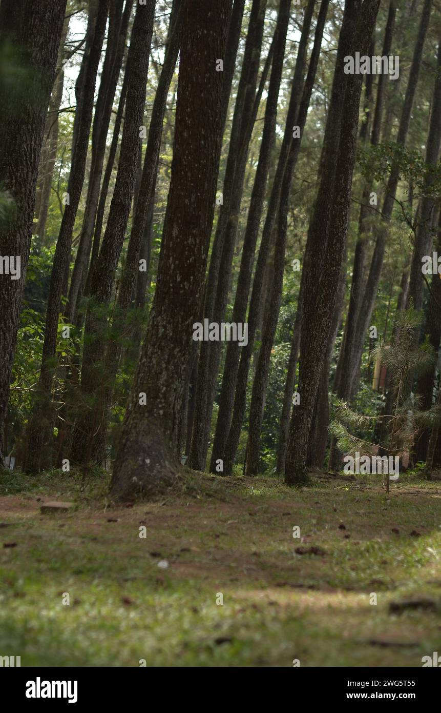 portrait of a large pine tree trunk growing in nature with green grass Stock Photo - Alamy