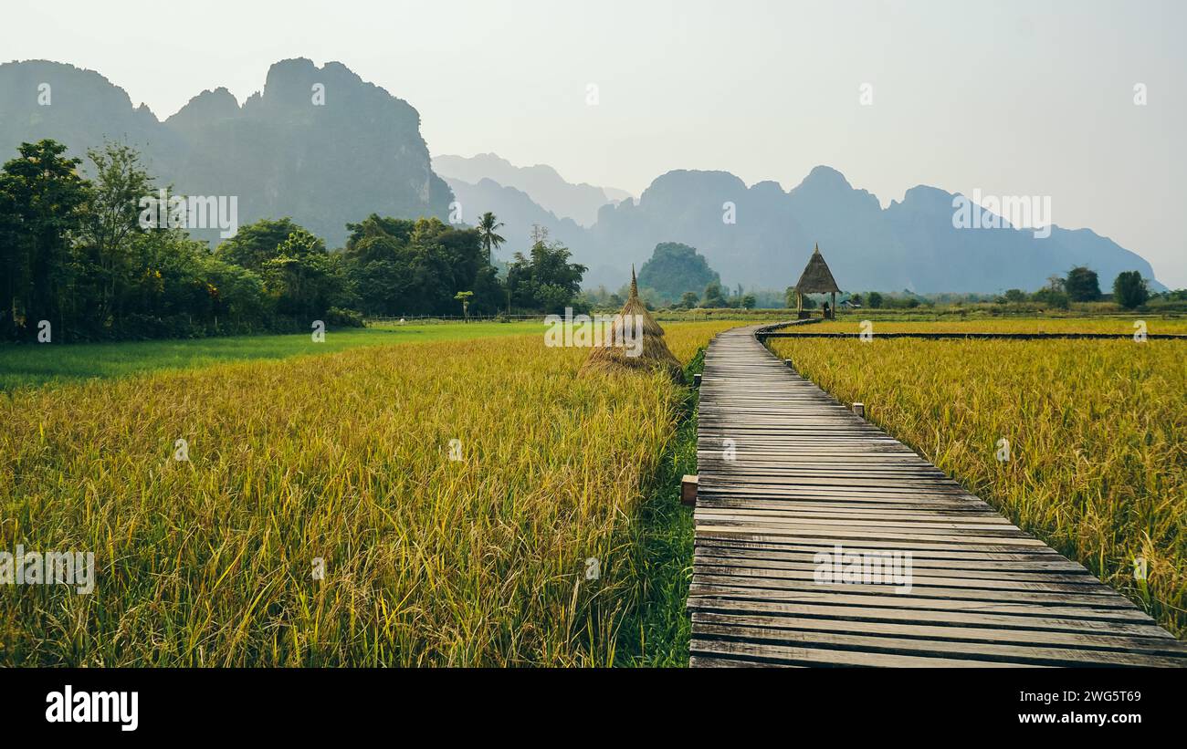 Wooden path and golden rice field in Vang Vieng, Laos. The golden rice ...
