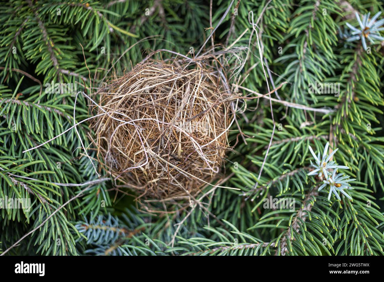 Woven bird’s nest - twigs, sticks, within dense, green needles of ...