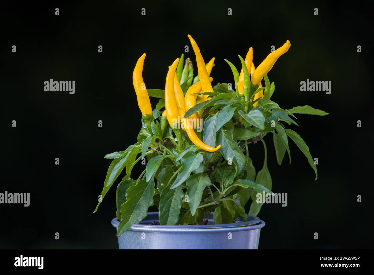 yellow and green snack chilly in a silver pot against black background ...