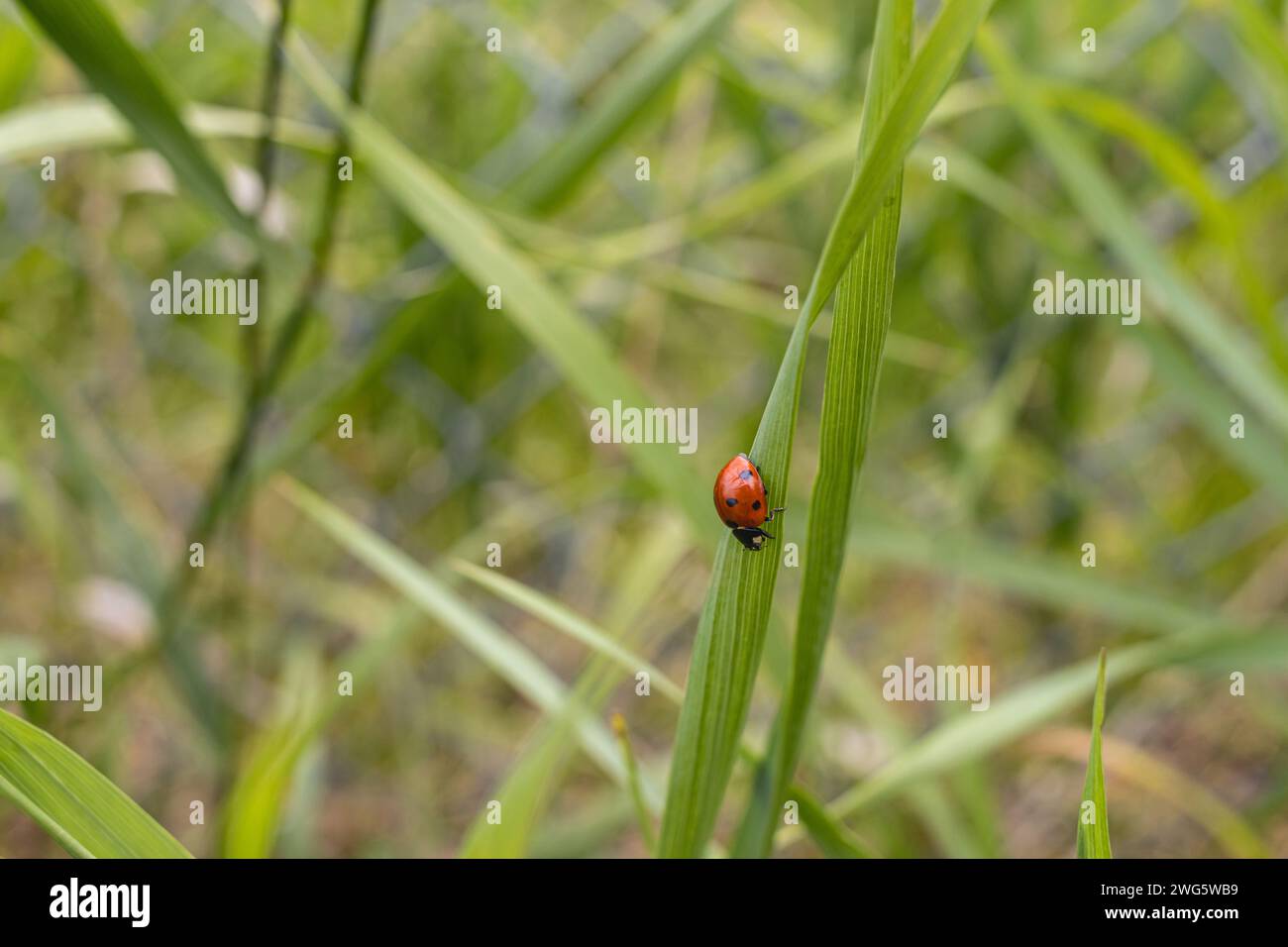 Ladybug clings to green blade of grass - field background. Taken in ...