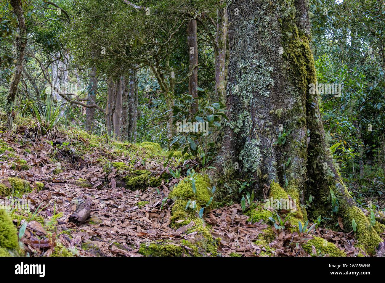 The root of an old Colombian oak tree covered with moss, with a lot of ...