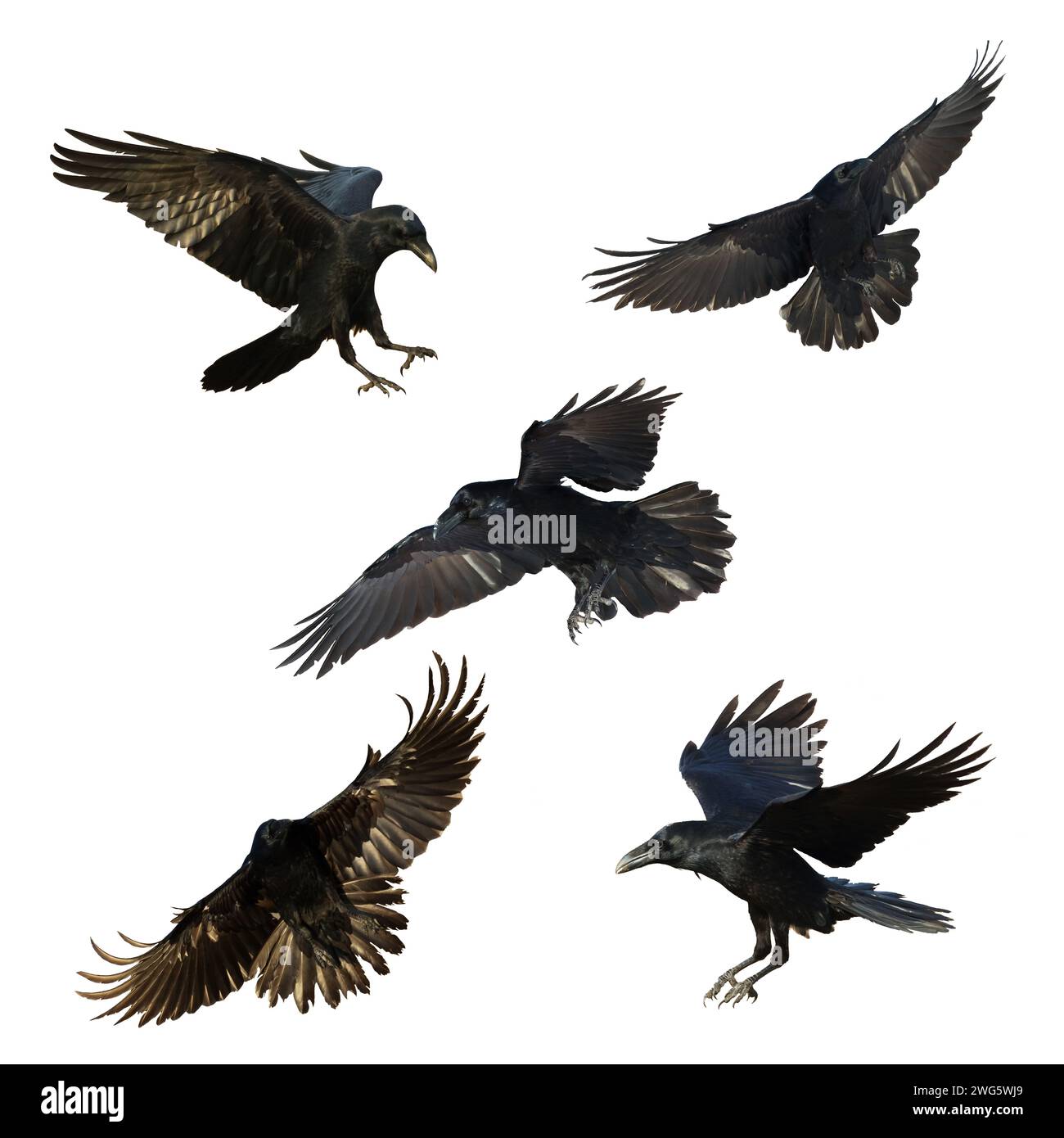 Birds flying ravens isolated on white background Corvus corax ...