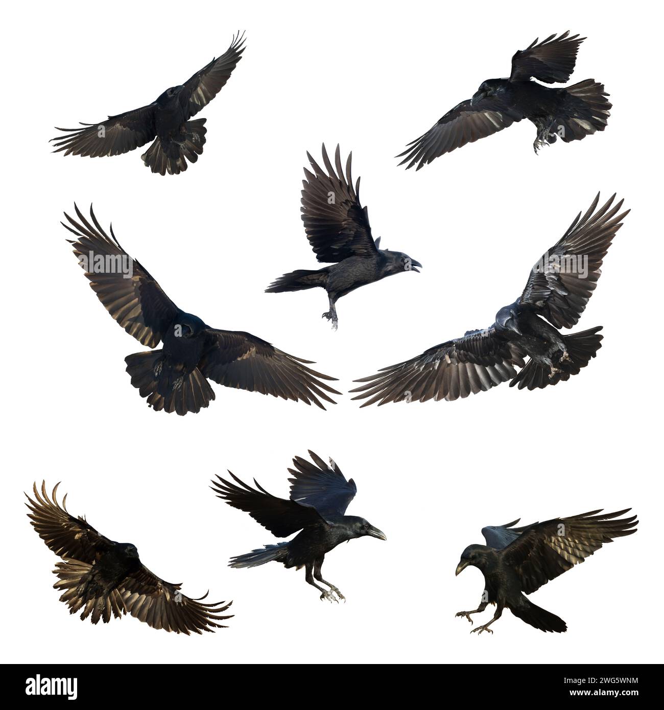 Birds flying ravens isolated on white background Corvus corax ...