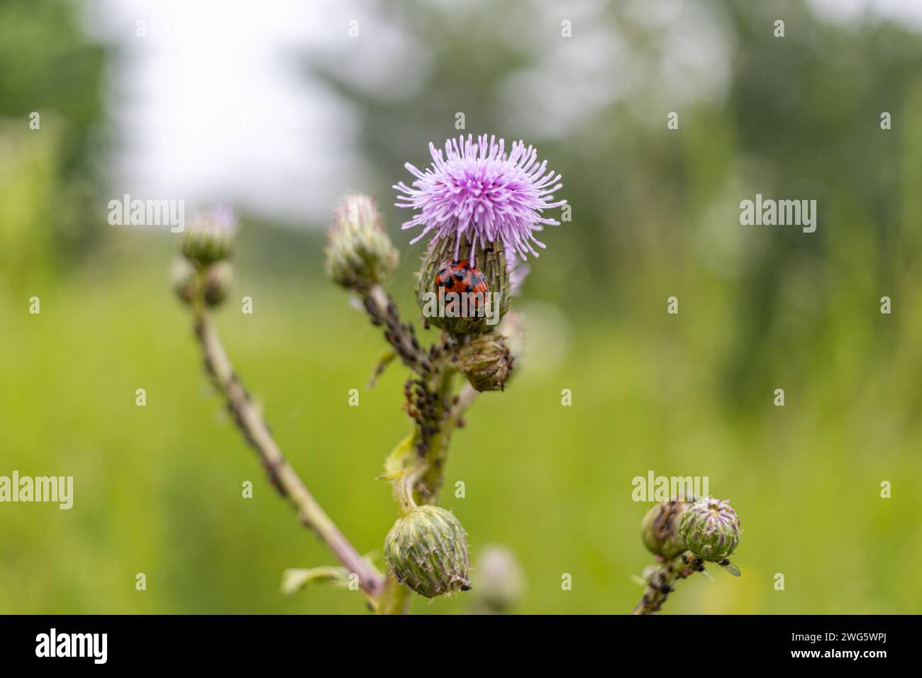 A ladybug clings to a purple thistle flower - lush green field ...