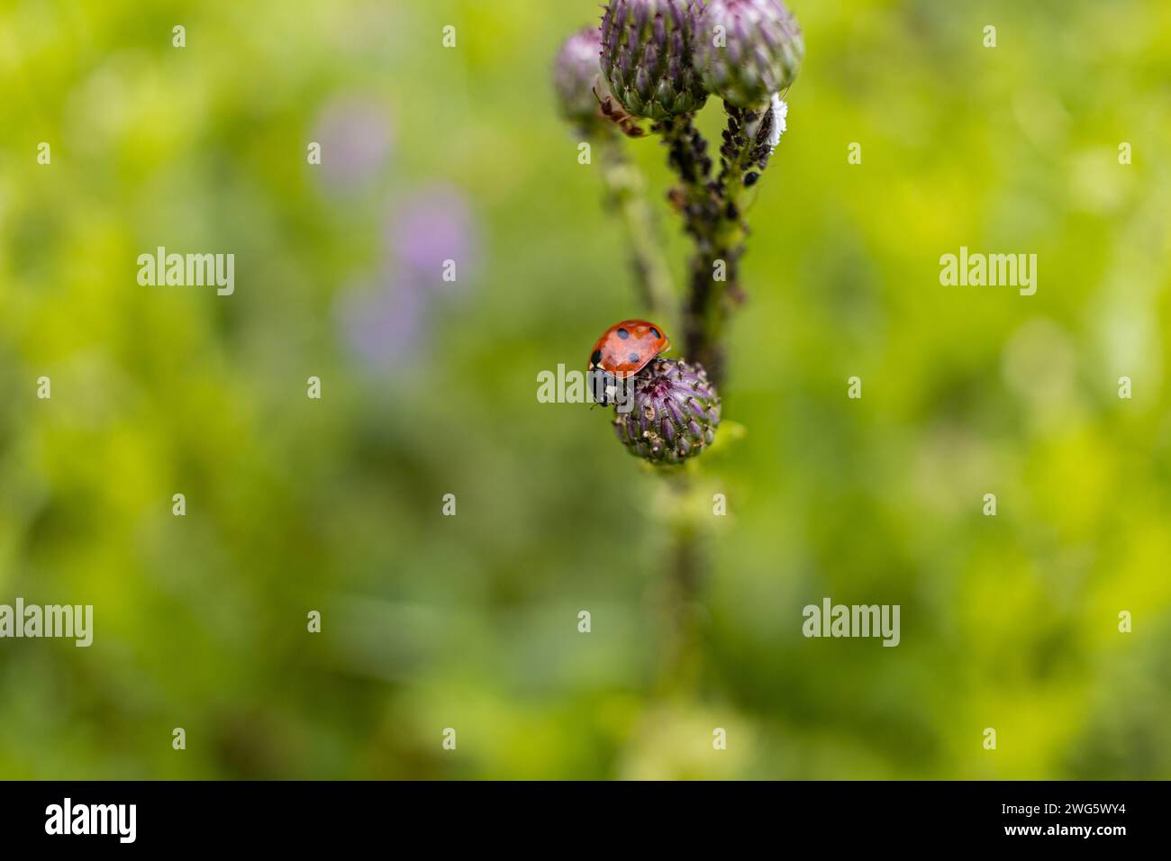 A ladybug clings to a purple thistle flower - lush green field ...