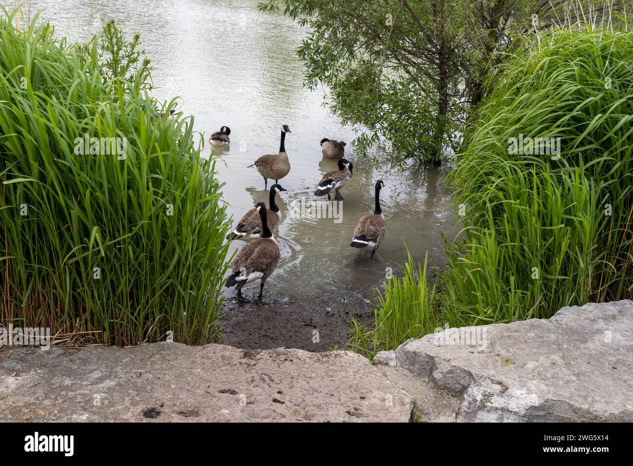 A serene lakeside scene - a group of Canada geese entering shallow ...