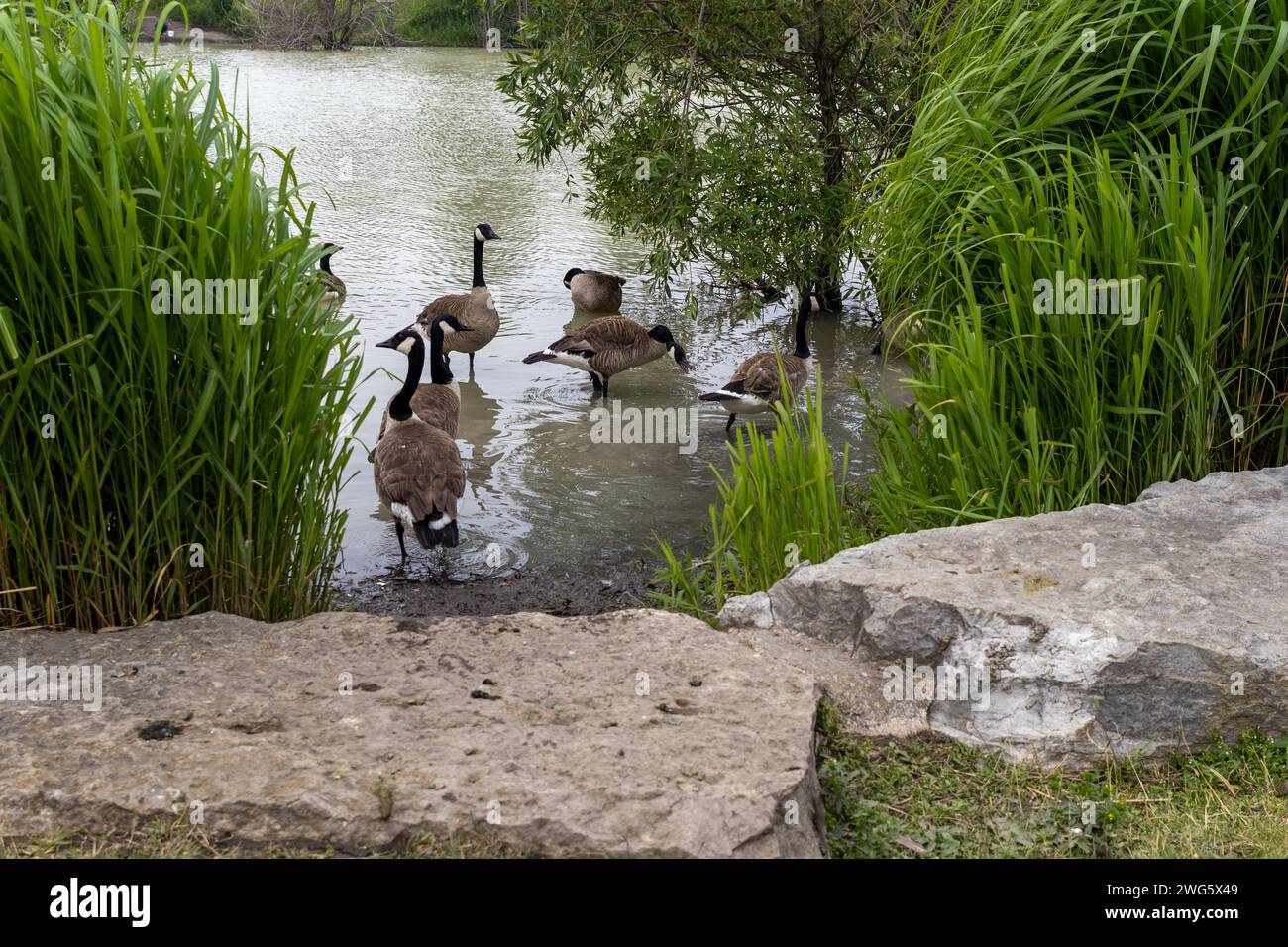 A serene lakeside scene - a group of Canada geese entering shallow ...