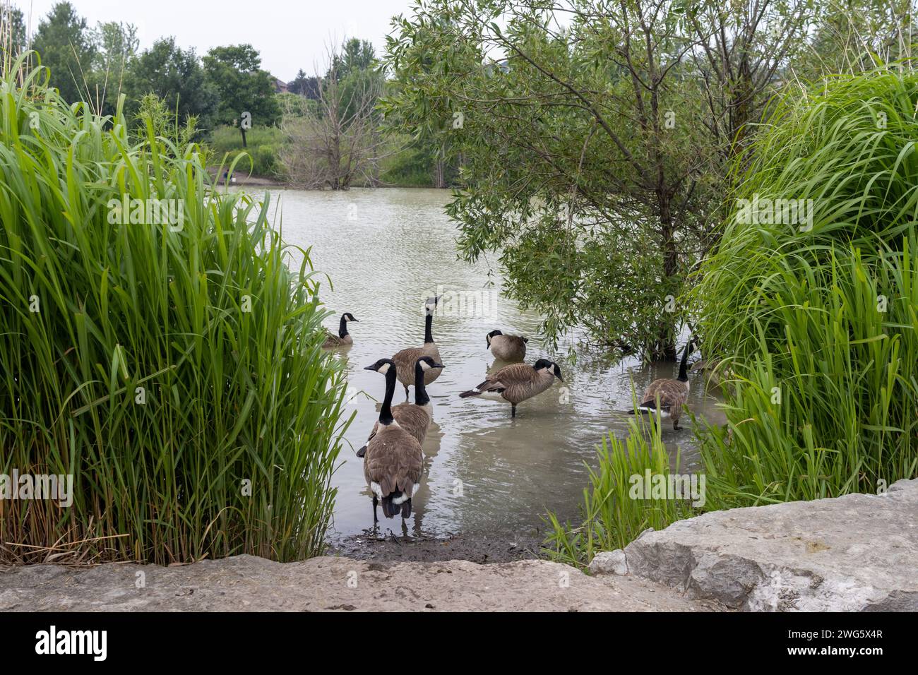 A serene lakeside scene - a group of Canada geese entering shallow ...