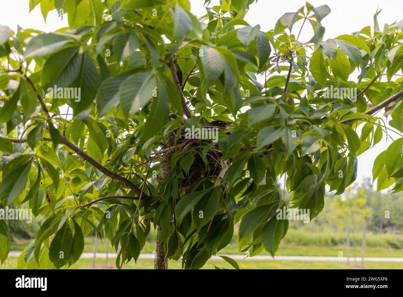 A bird’s nest nestled within lush green leaves - wildlife habitat ...