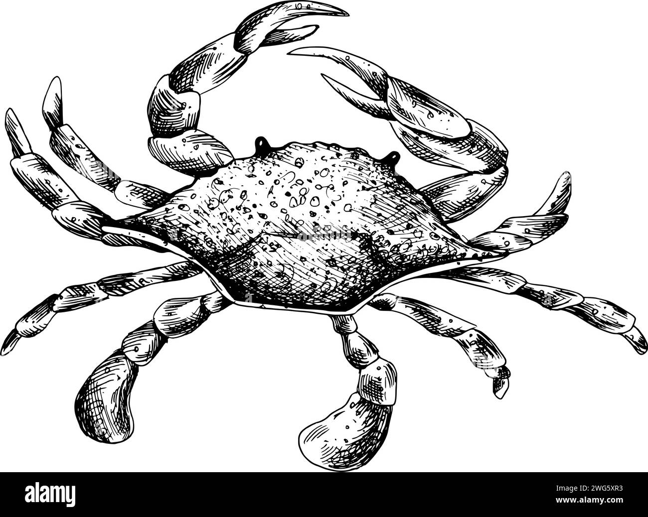 Blue Crab Clip Art Black And White