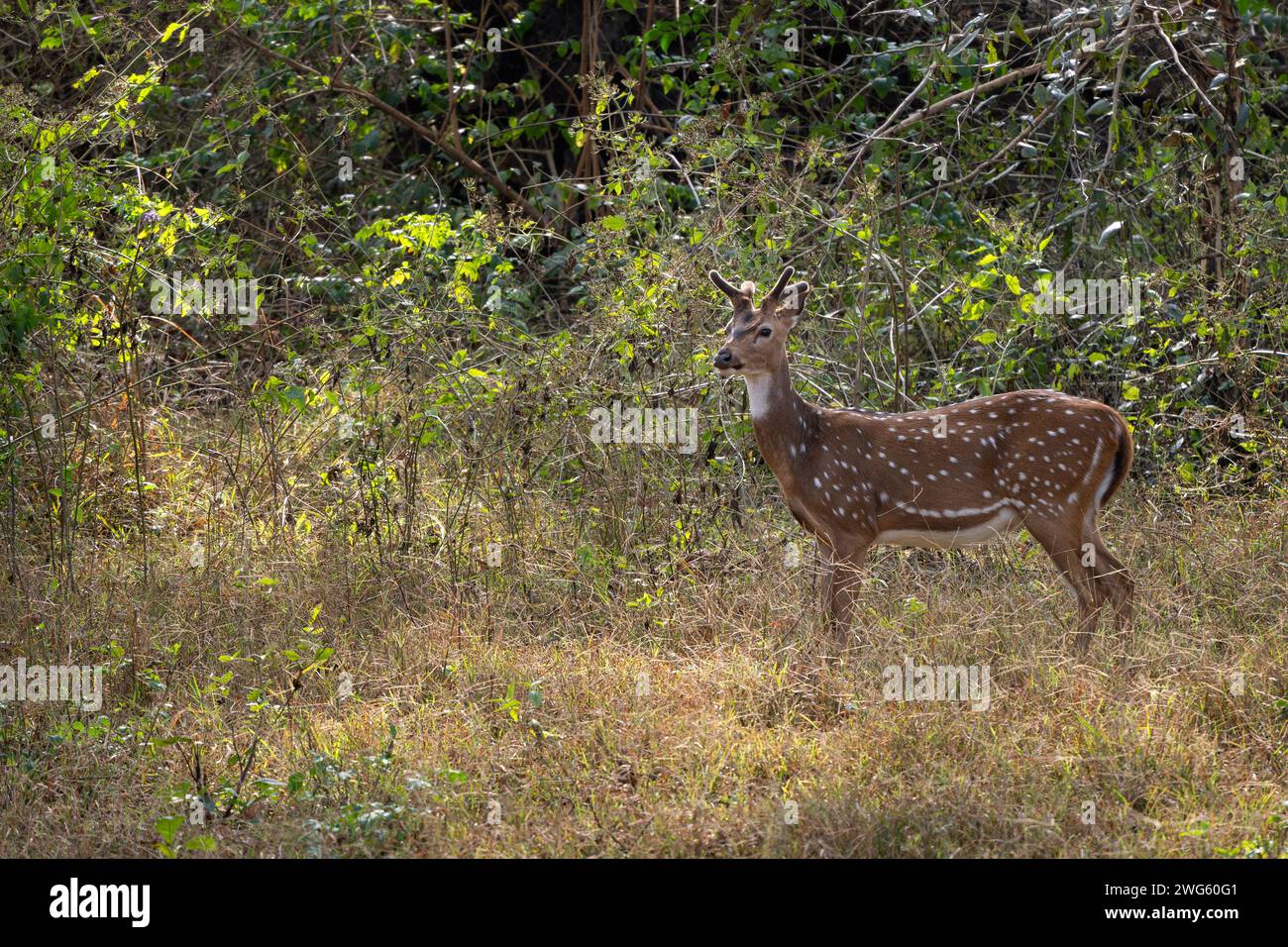 Chital - Axis axis, beautiful colored small deer from Asian grasslands ...