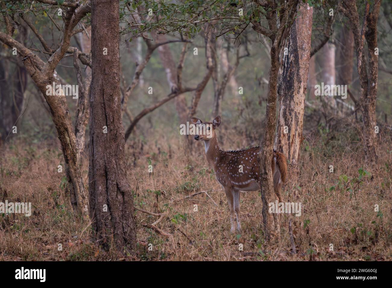 Chital - Axis axis, beautiful colored small deer from Asian grasslands ...