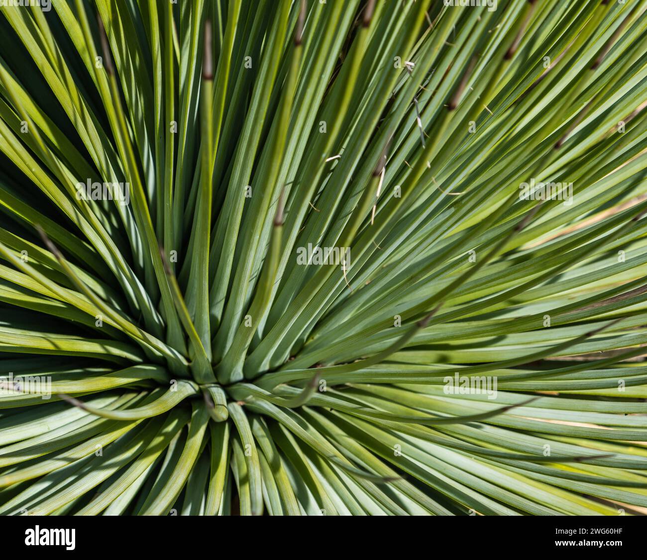 Agave striata. narrow Leaf Century Plant - abstract details Stock Photo ...
