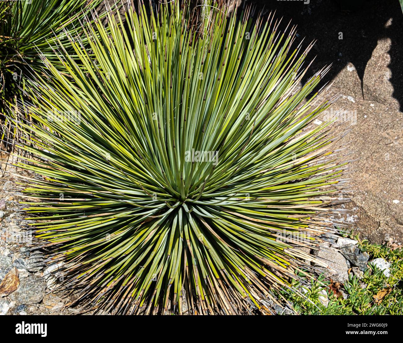 Agave striata. narrow Leaf Century Plant - abstract details Stock Photo ...