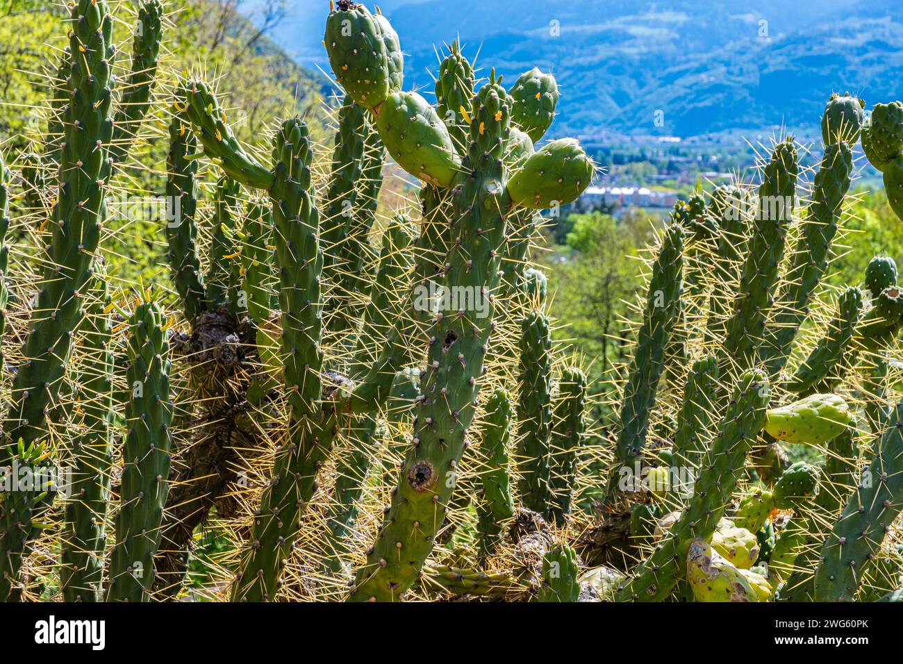 Succulent branches of the Opuntia cactus Stock Photo - Alamy