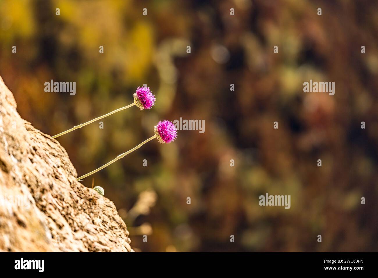 Two small purple flowers growing on cliffs with blurred algae waters in ...