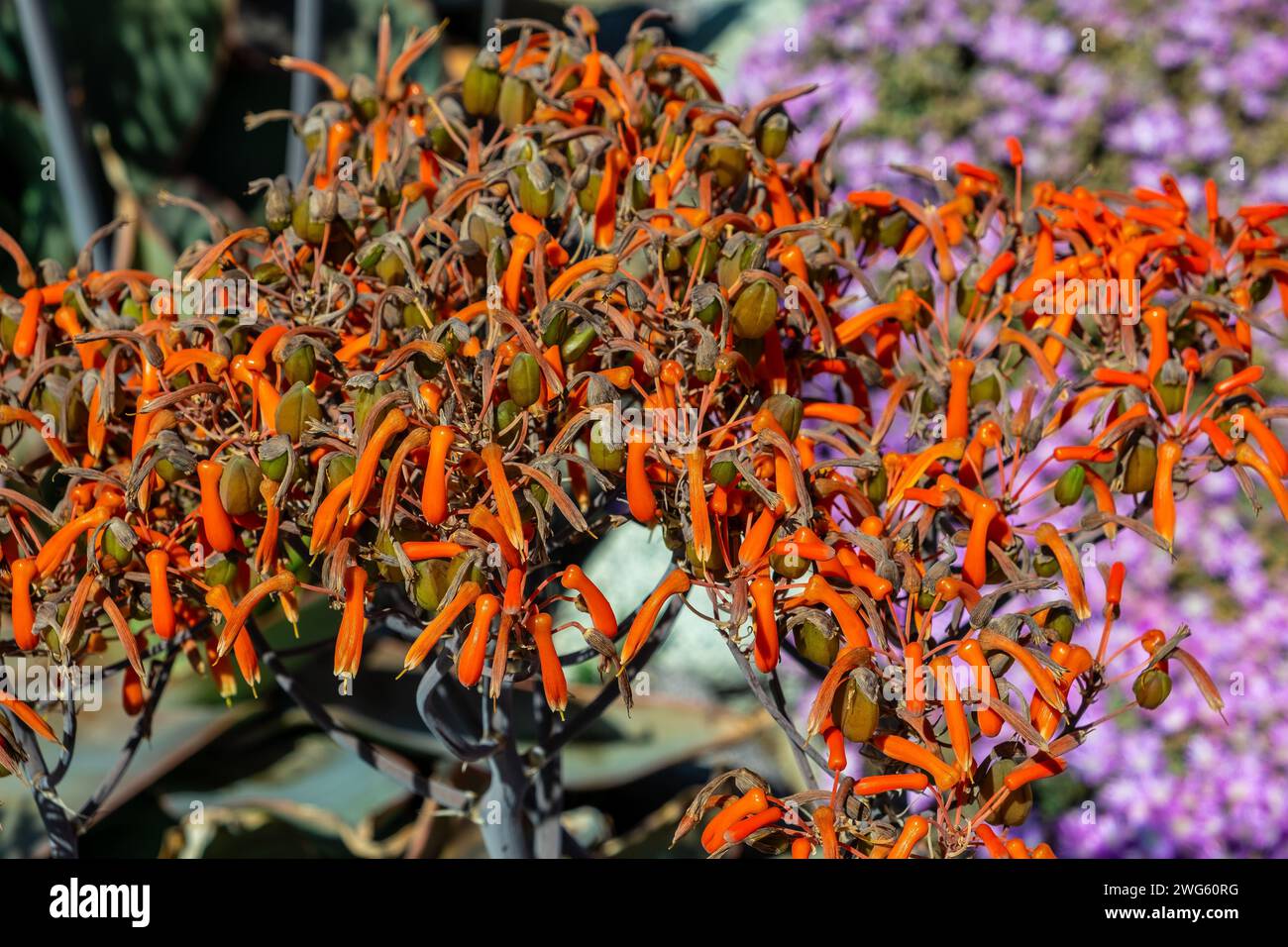 Coral Aloe, Aloe striata, Asphodelaceae. Spring flowering.Detail ...