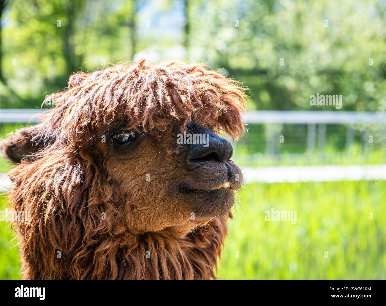 A brown Huacaya Alpaca (Lama pacos) on a sunny day. Portrait. Selective ...