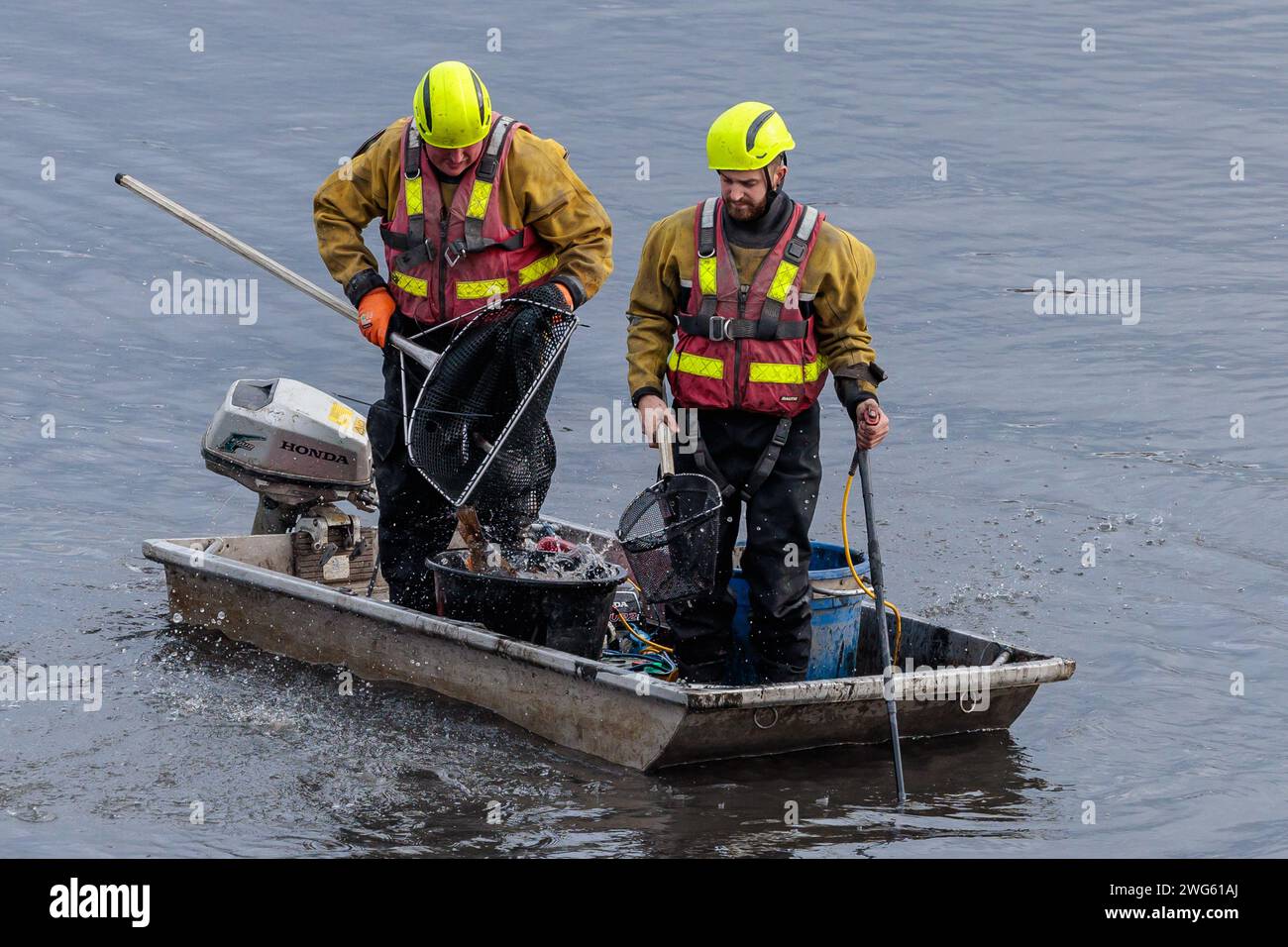 Harp fish hi-res stock photography and images - Alamy