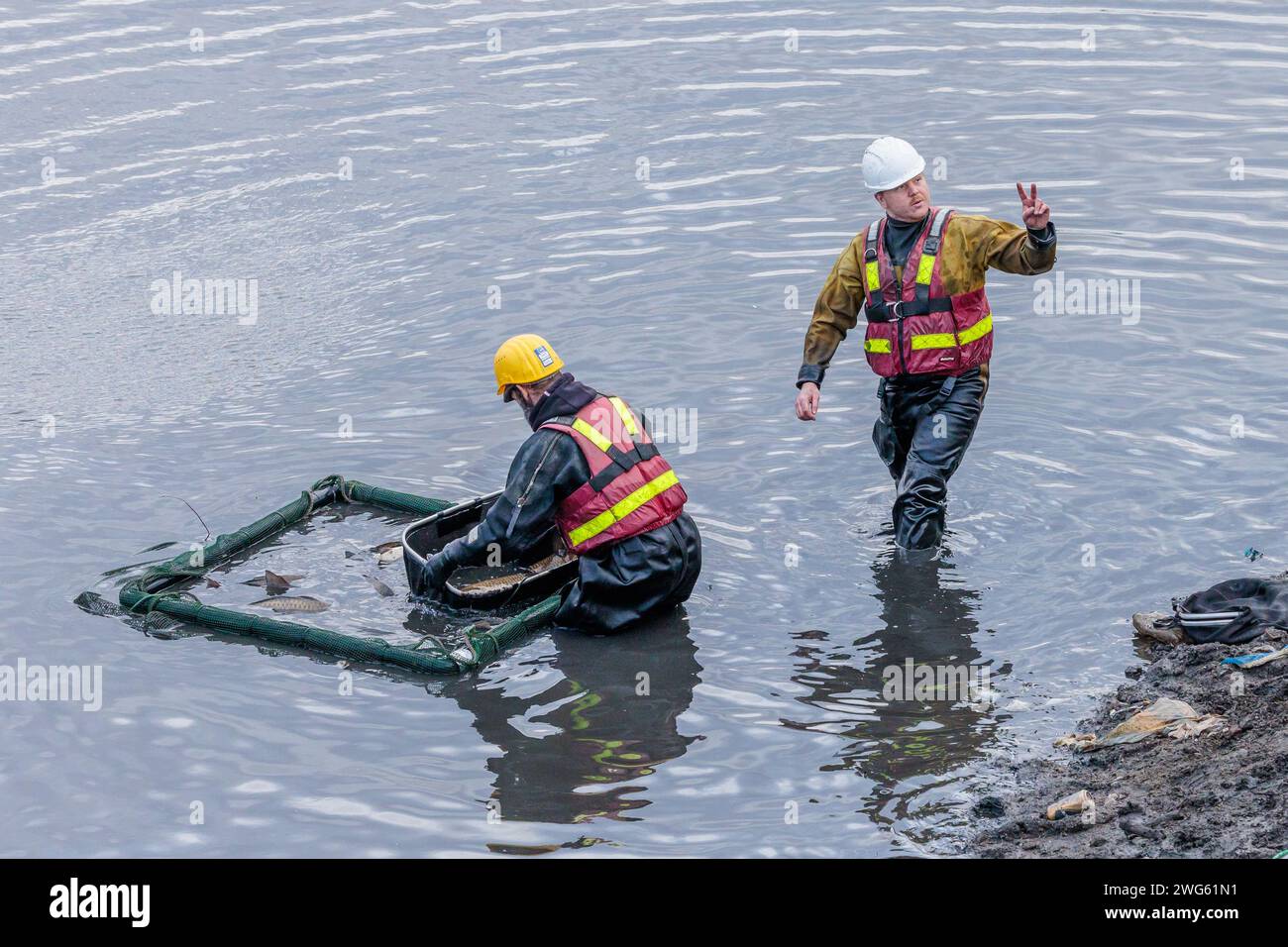 Harp fish hi-res stock photography and images - Alamy