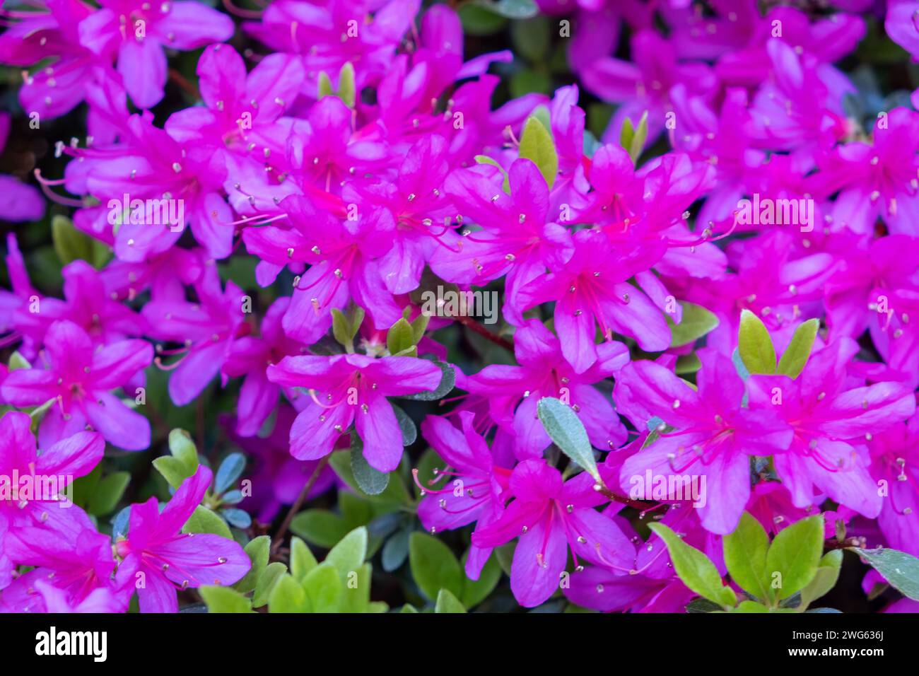 Purple azalea flowers in a garden during spring. Korean azalea ...