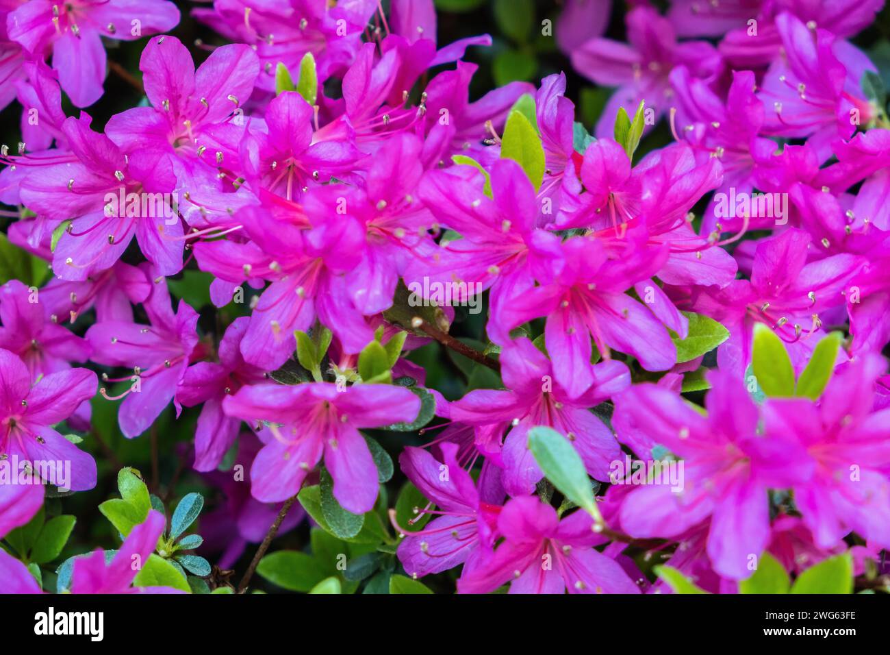 Purple azalea flowers in a garden during spring. Korean azalea ...