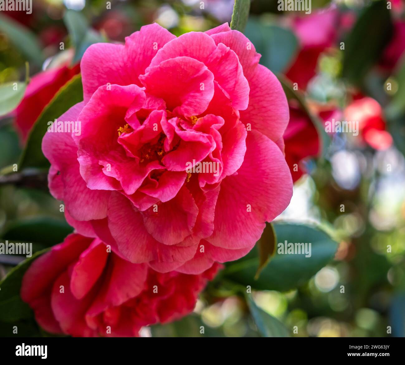 Camellia japonica kramer supreme hi-res stock photography and images ...