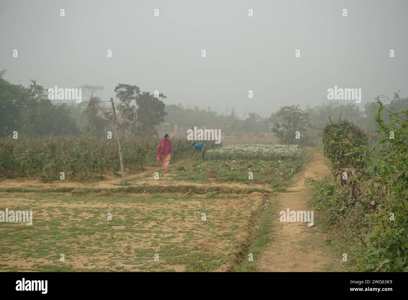 Sari clad rural Bengali woman passing through field of budding flowers ...