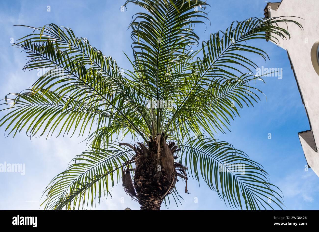 phoenix roebelenii. Pygmi date palm. Palmae (arecaceae). Robellini palm ...